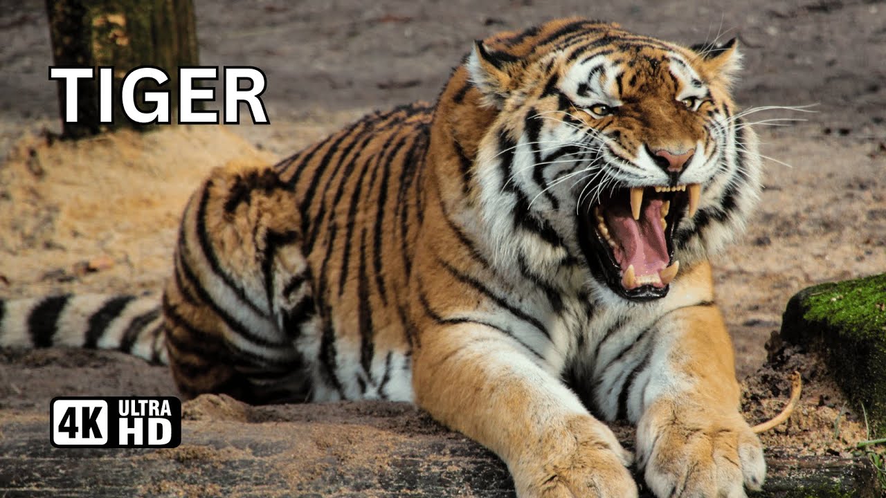 The Best Collection Of Tiger Videos Part 4 Wildlife Wild Animals
