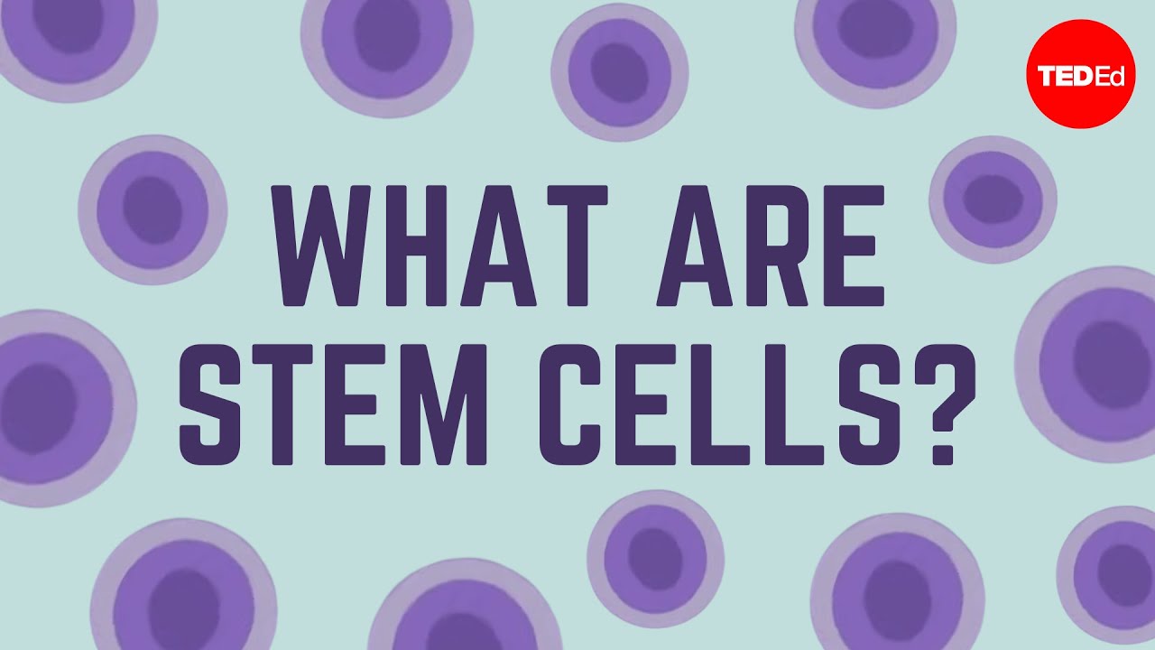 Stem Cells Explained One Young India
