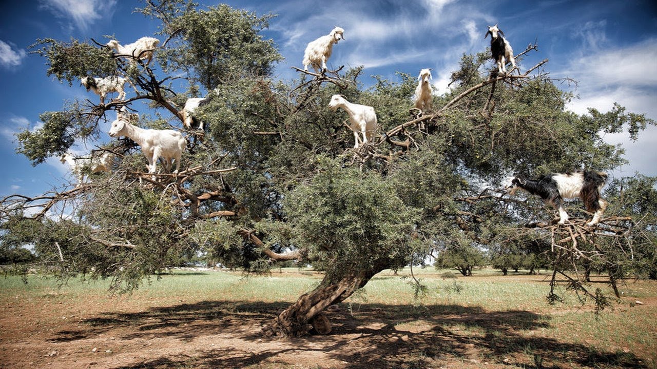 Climbing Goats From Trees In The South Of Morocco They Spread Argan