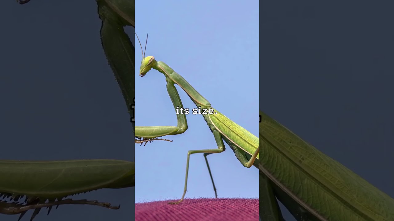 Surprising Predators Which Birds Devour Praying Mantises