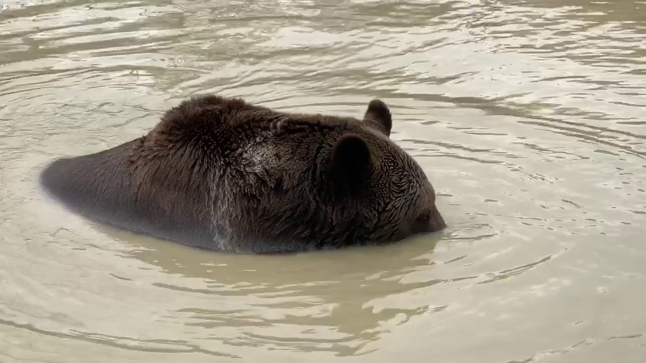 Leo Playing In The Pond Youtube