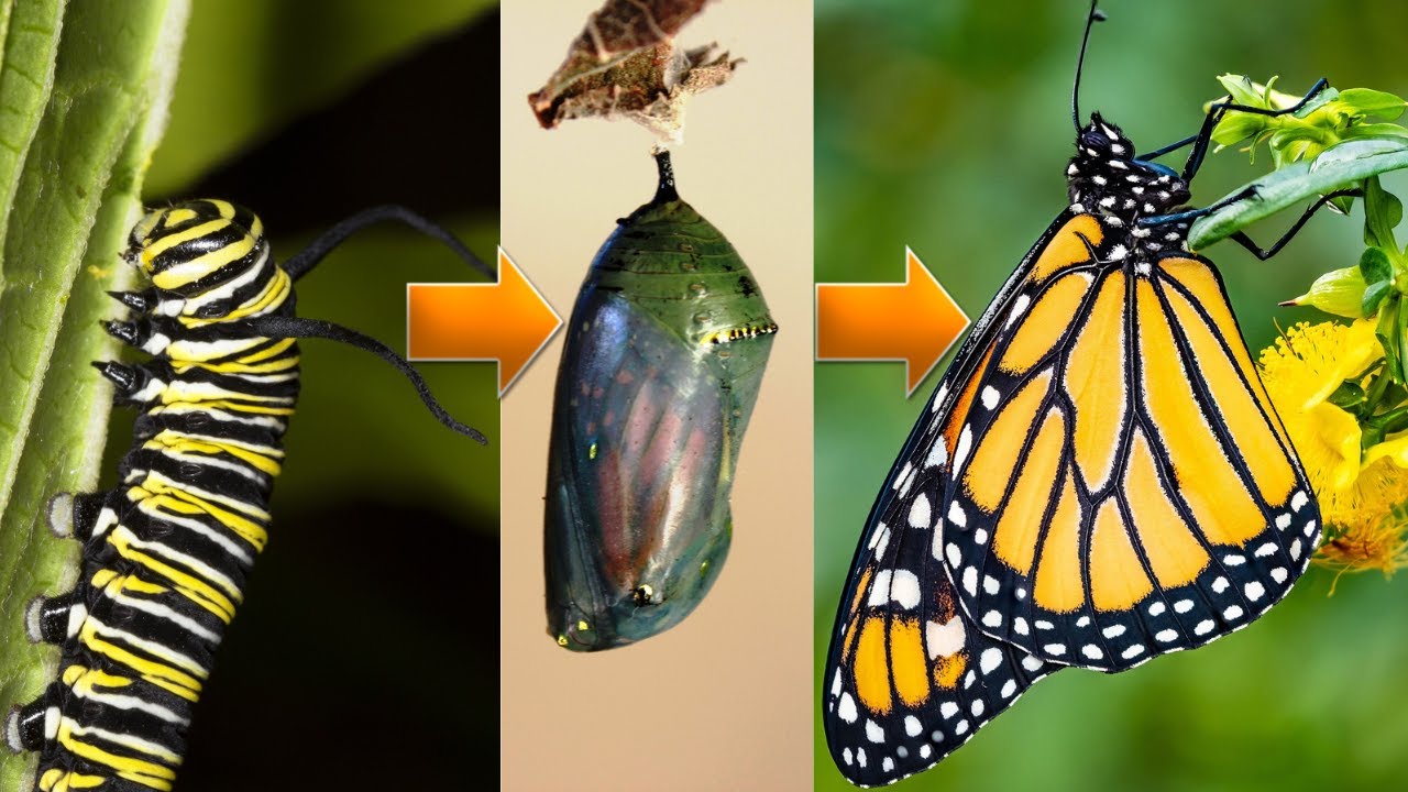 Amazing Caterpillar To Butterfly Time Lapse ёяжл Monarch Butterfly