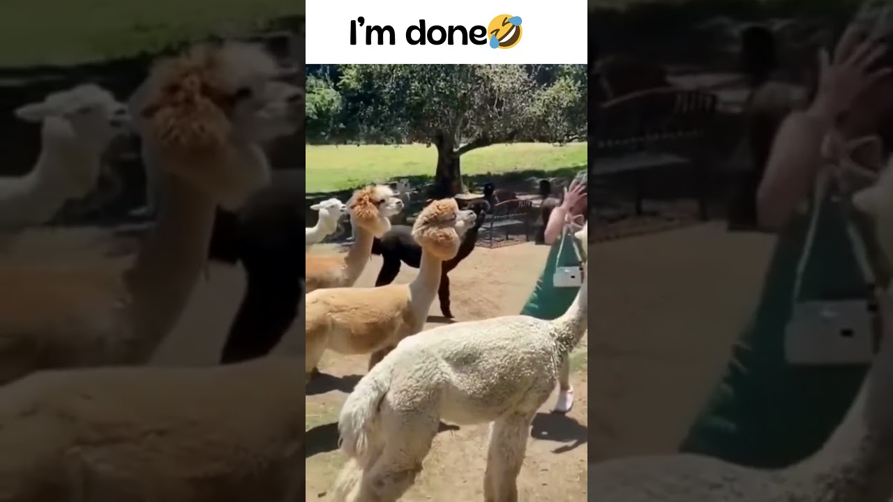 Hilarious Animal Fails Compilation Funniest Pet Moments