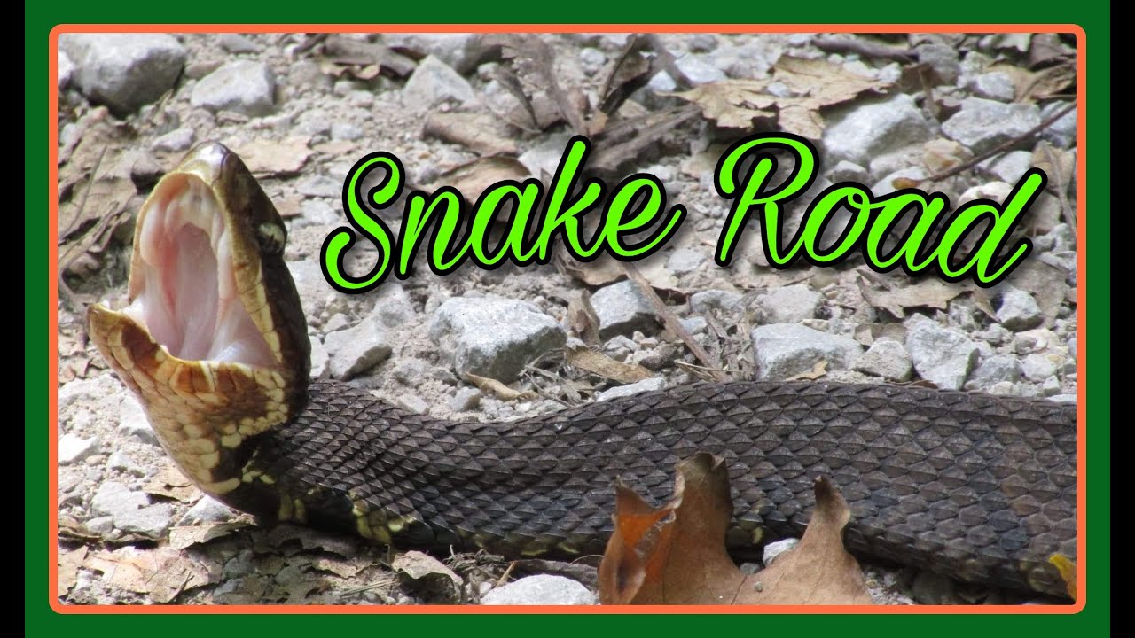 Snake Road Migration Shawnee National Forest Youtube