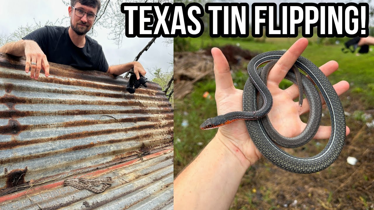 South Texas Tin Flipping For Snakes Gorgeous Whipsnakes Texas