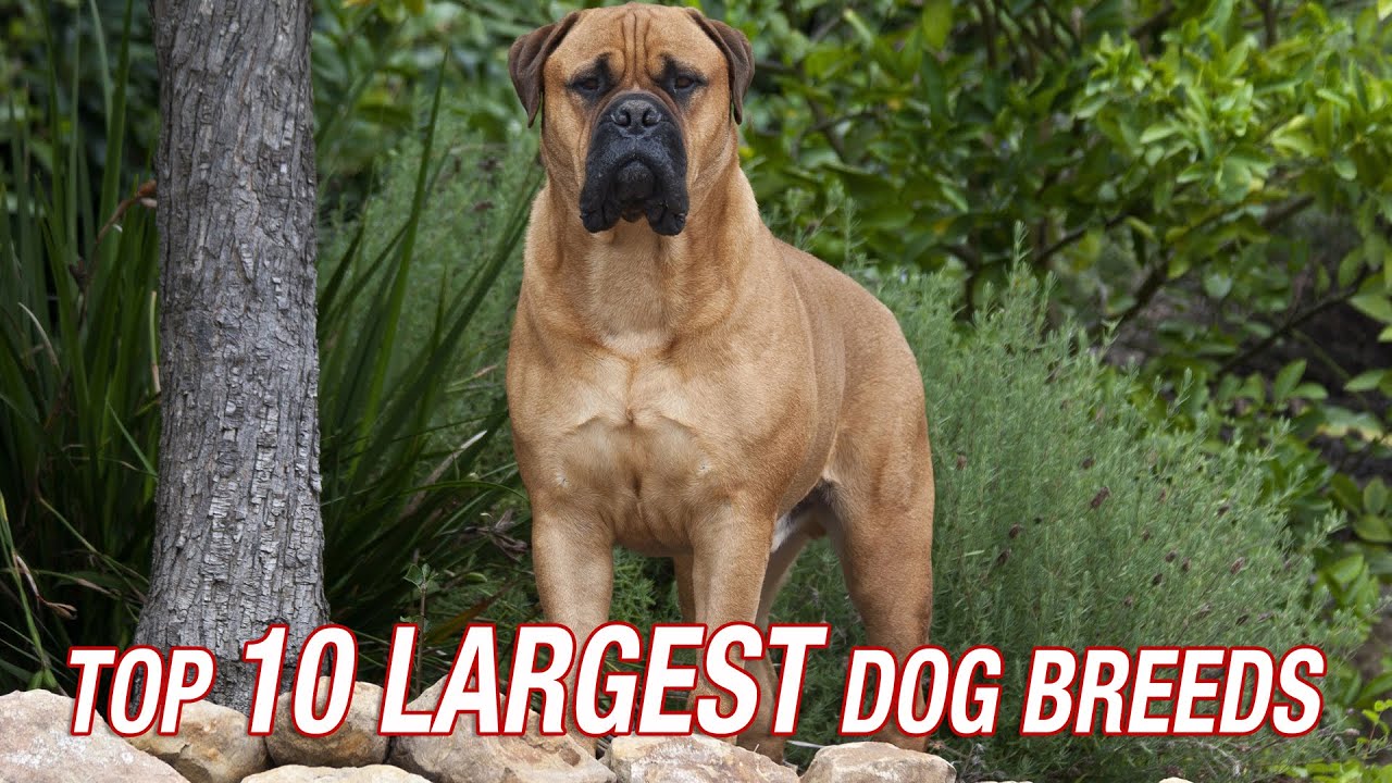 Top 10 Largest Dog Breeds Pethelpful 60 Off