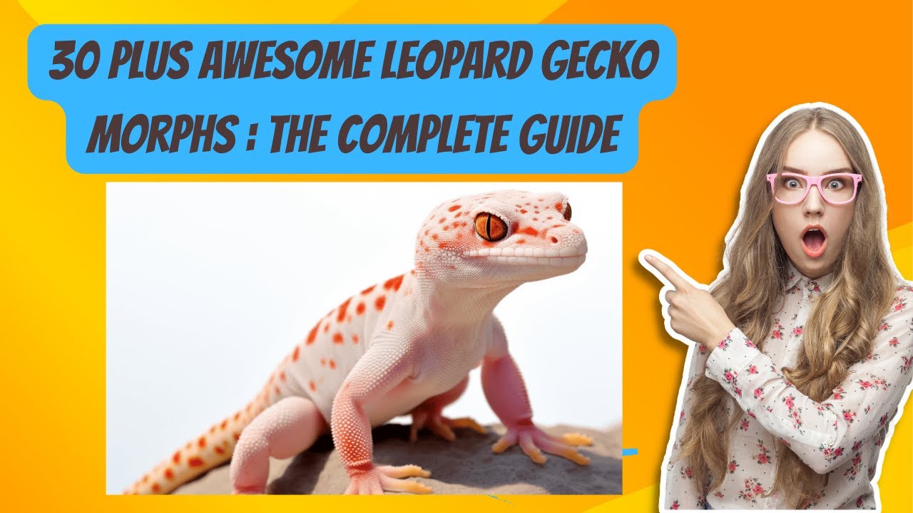 30 Plus Awesome Leopard Gecko Morphs The Complete Guide Youtube