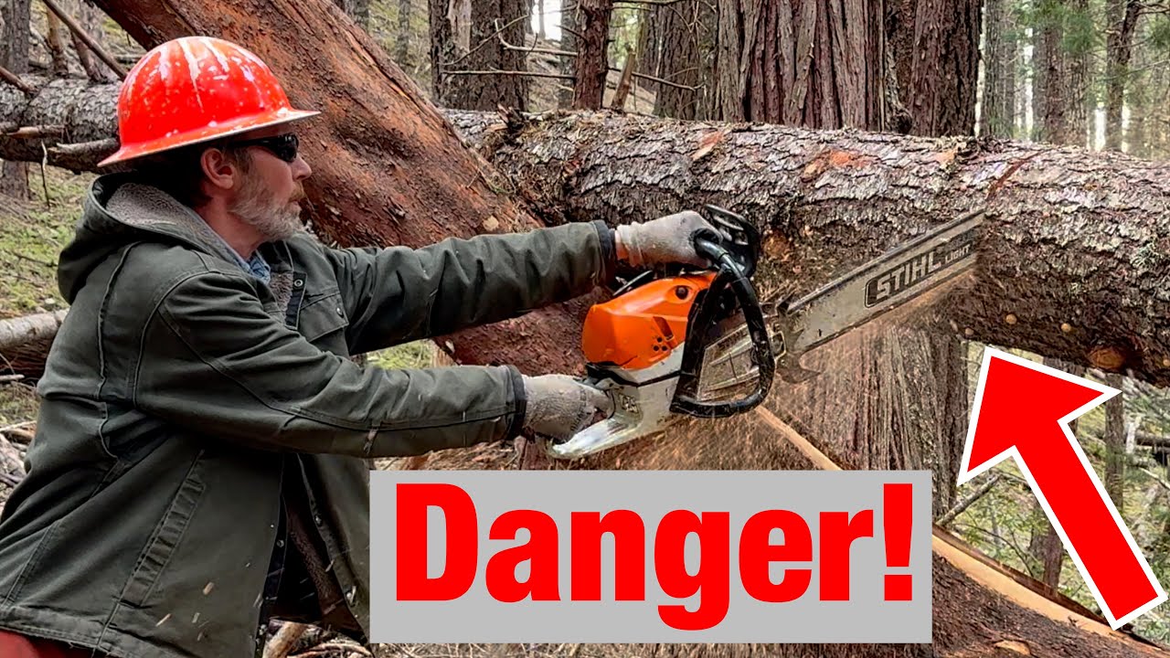 The Most Dangerous Mistakes When Cutting Trees And How To Avoid Them