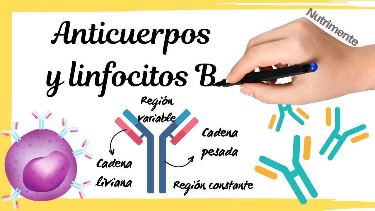 Linfocitos B B Lymphocyte In Blood With Red Blood Cells Computer