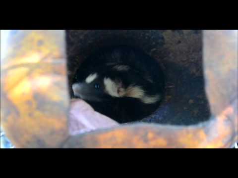 Zorrillo Pigmeo Animal En Peligro De Extinción