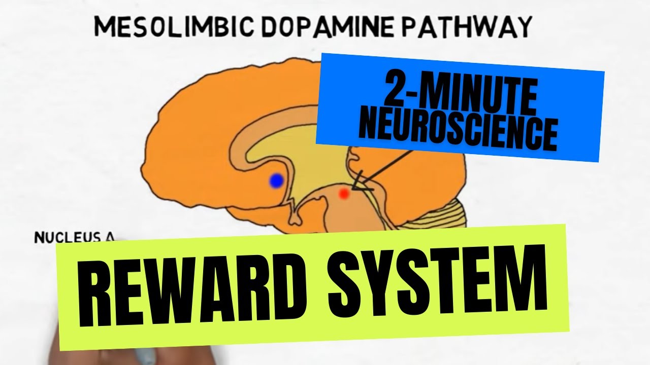 2 Minute Neuroscience Reward System Youtube