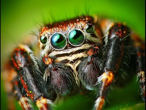 20 Amazing Close Up Photos Of Bugs Youtube