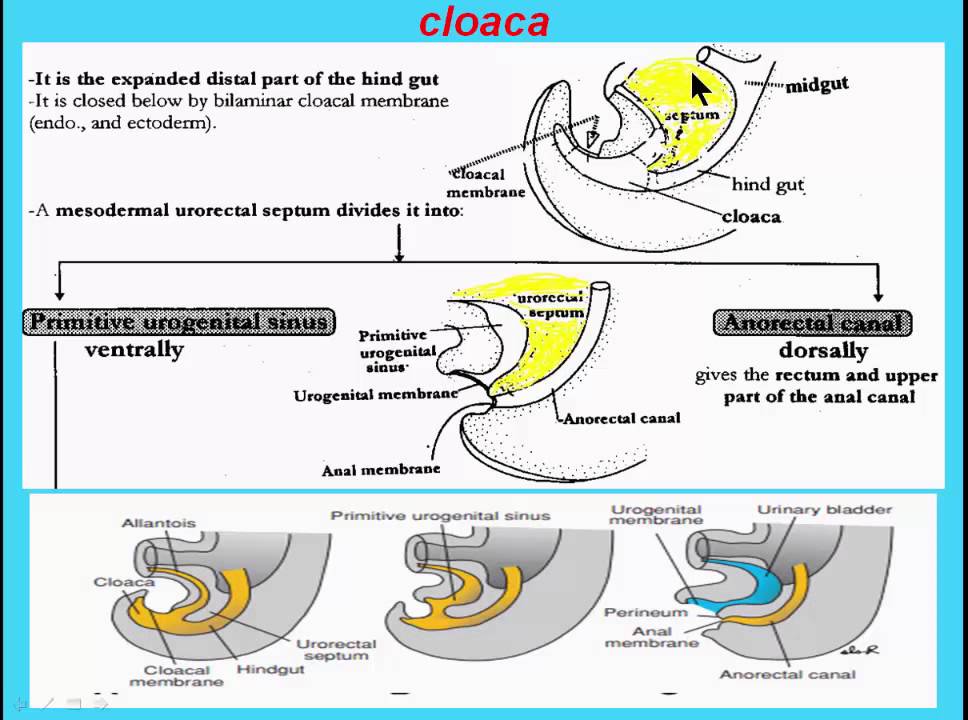 Cloacal Membrane Development