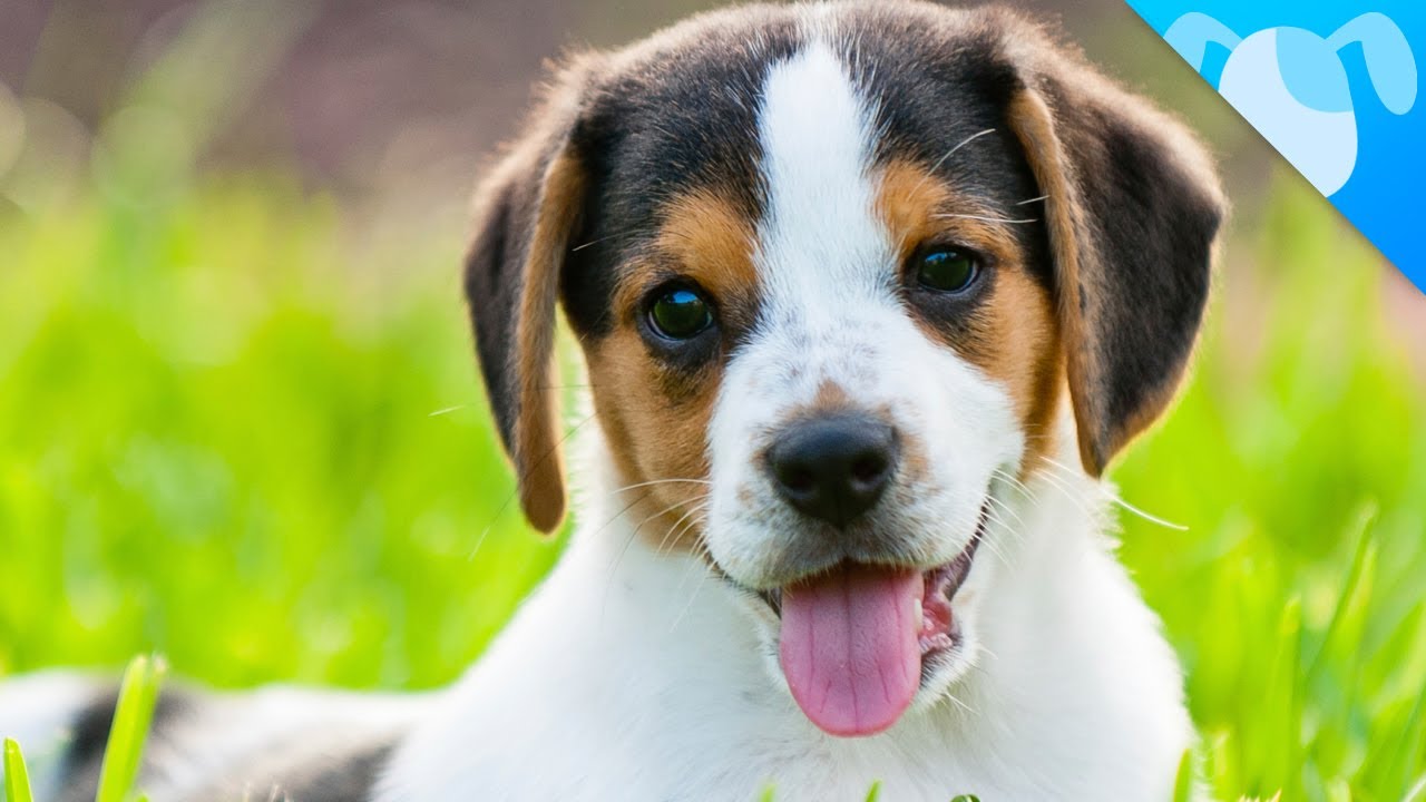 Beagle Facts Youtube