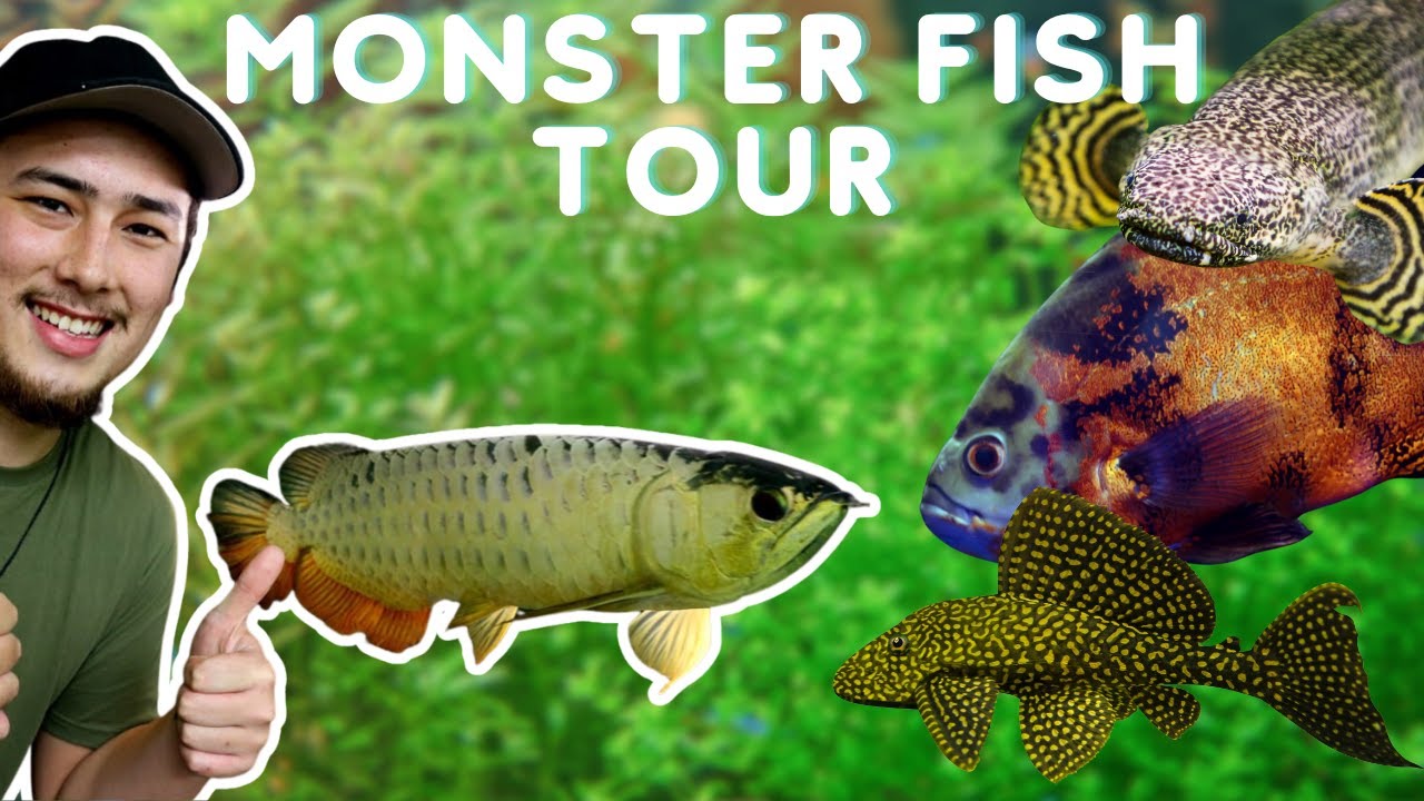 Monster Fish Aquarium Tour Youtube