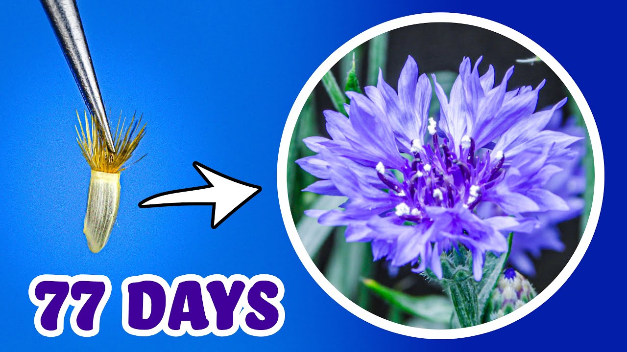 Cornflower Growing Stages At Russell Brown Blog