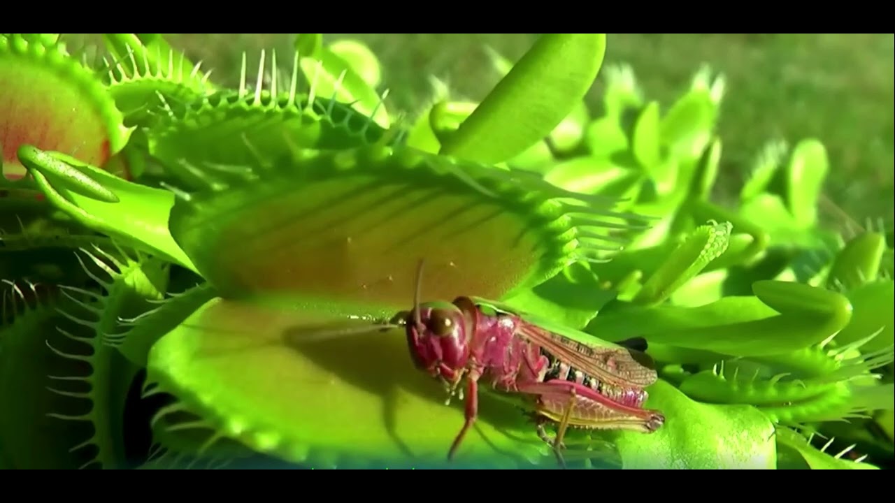 Venus Flytrap Eats Grasshopper Youtube