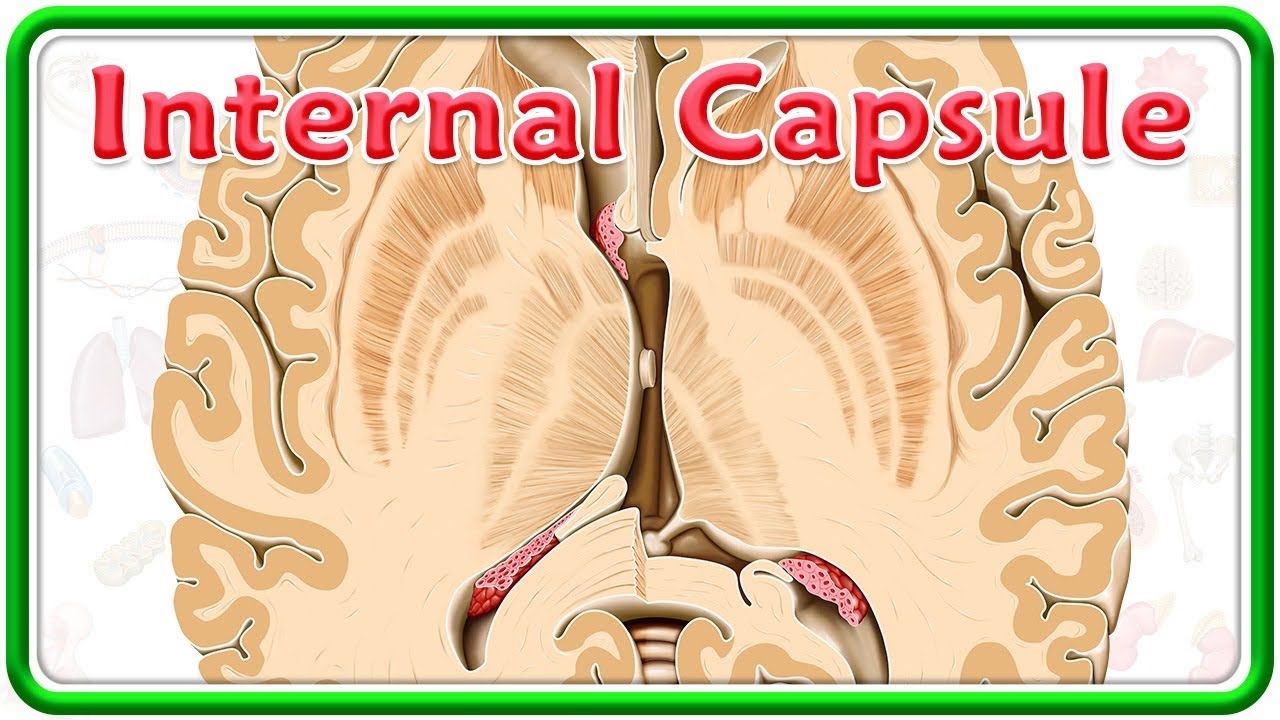 Internal Capsule Gross Anatomy Animation Divisions Functions And