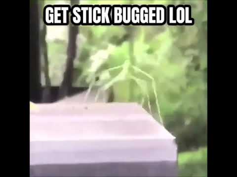 Stick Bug Meme Original Youtube