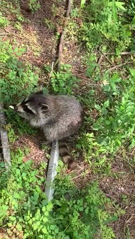 Shorts Racoon Youtube