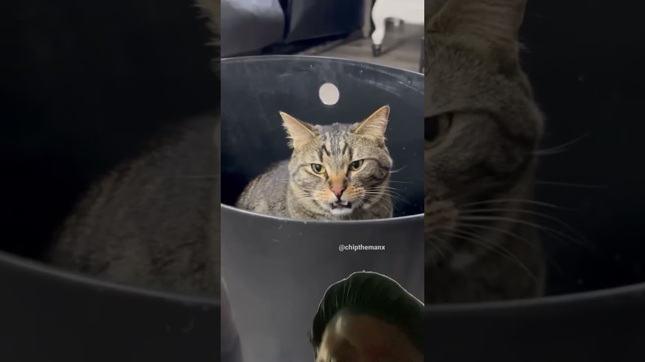 Cat Pregnancy Stages Week By Week Understanding Your Cat S Labor