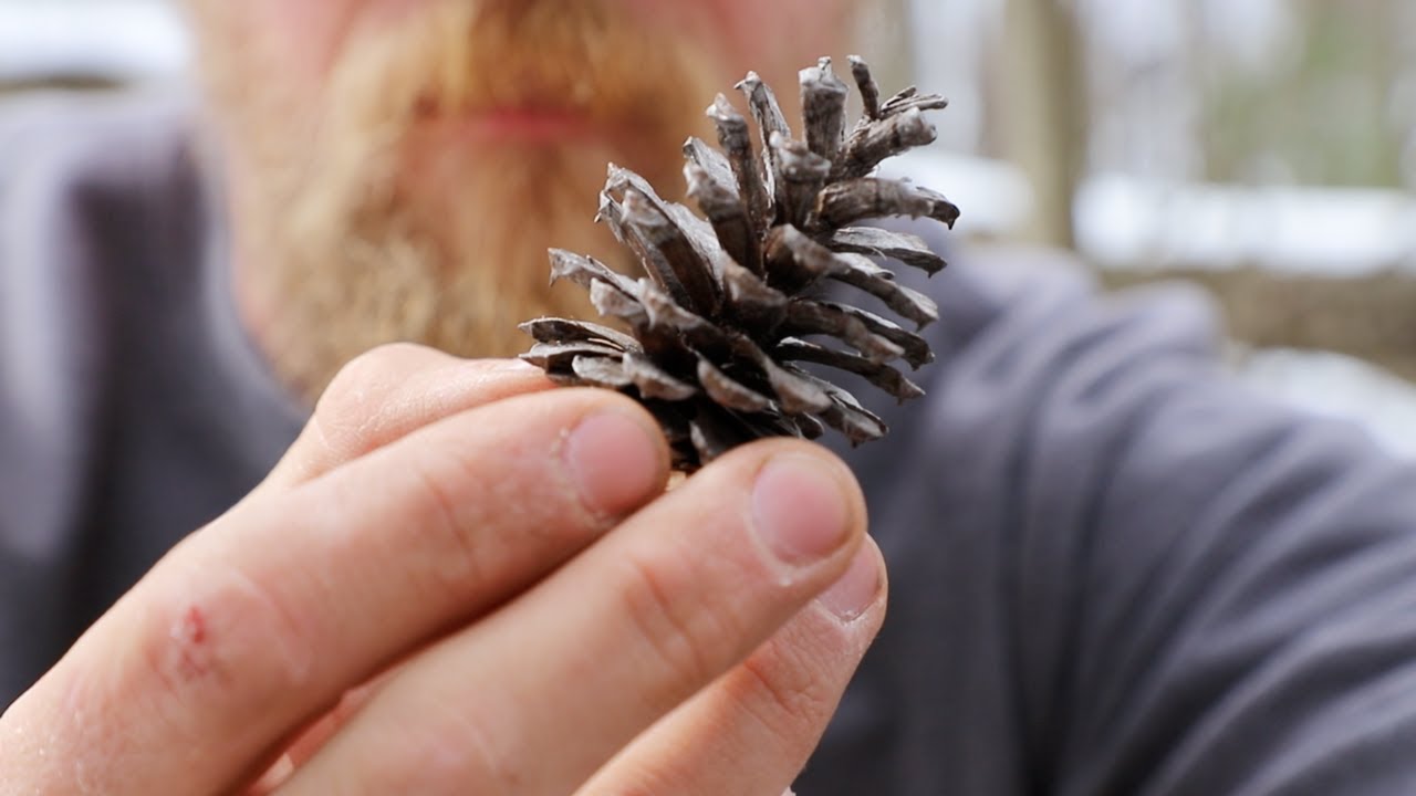 Pine Cone Fire Starter Survival Browsing