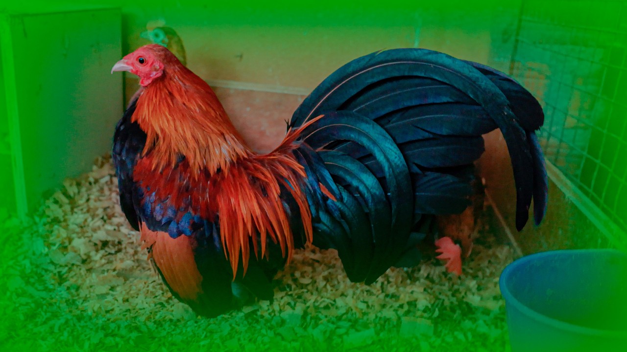 Conoce A Mis Gallos Kikirikis Los Mejores Del Criadero Todos Mis