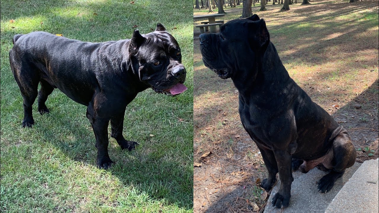 Training The World S Largest Cane Corso Leash Taming The