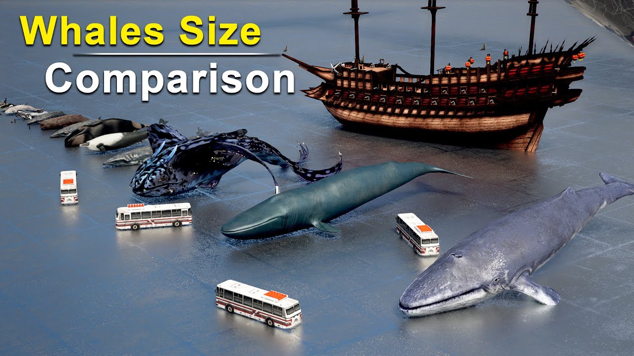 Blue Whale Size Comparison
