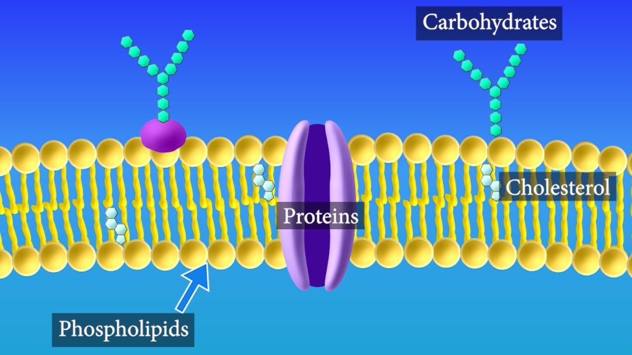 Cell Membrane Structure And Function Youtube