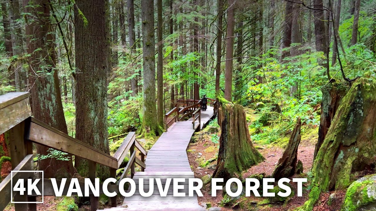 4k Walking The Autumn Forest Trails Of North Vancouver With Light Rain