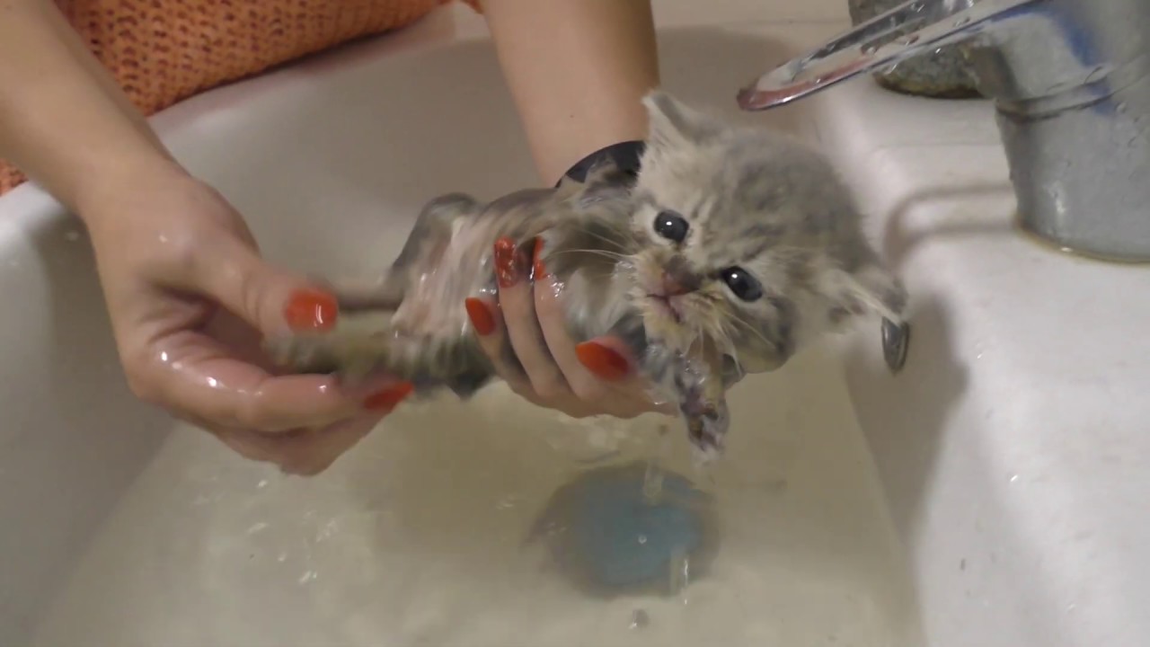 What Can I Bathe A Kitten In At Nancy Hutchinson Blog