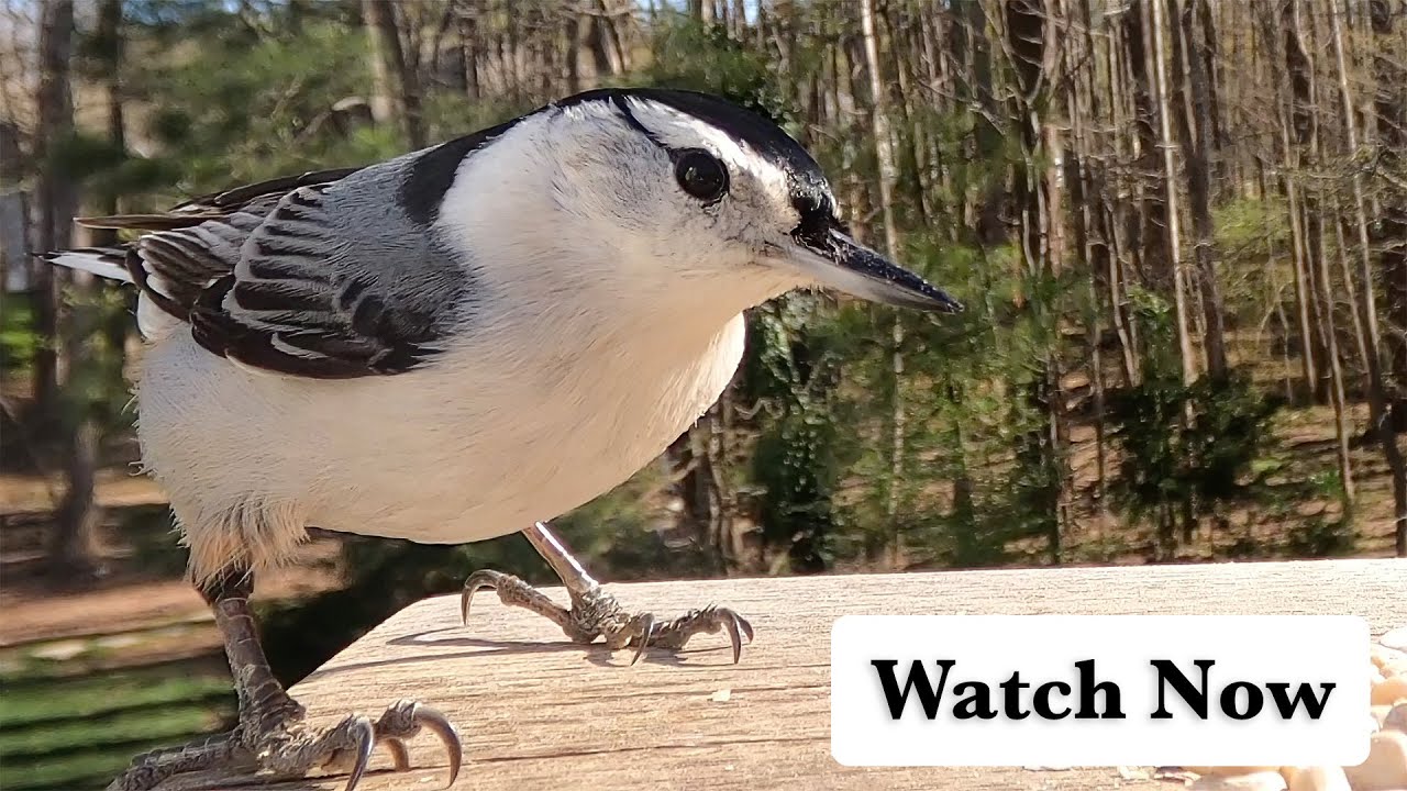 White Breasted Nuthatch Call Sounds Youtube
