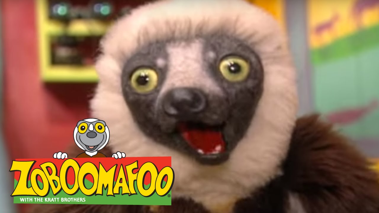 Zoboomafoo Lids