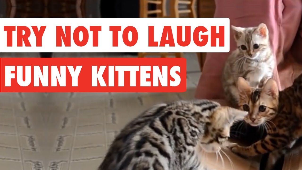 Try Not To Laugh Funny Kittens Video Compilation 2017 Cat Empire