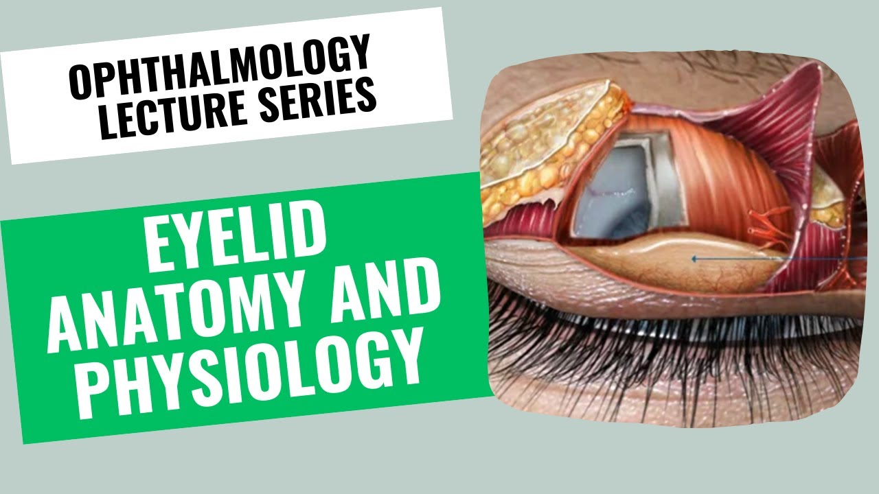 Eyelid Anatomy And Physiology Quick Review Ophthalmology Lecture