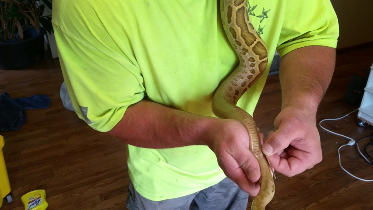 Probing A Burmese Python Youtube