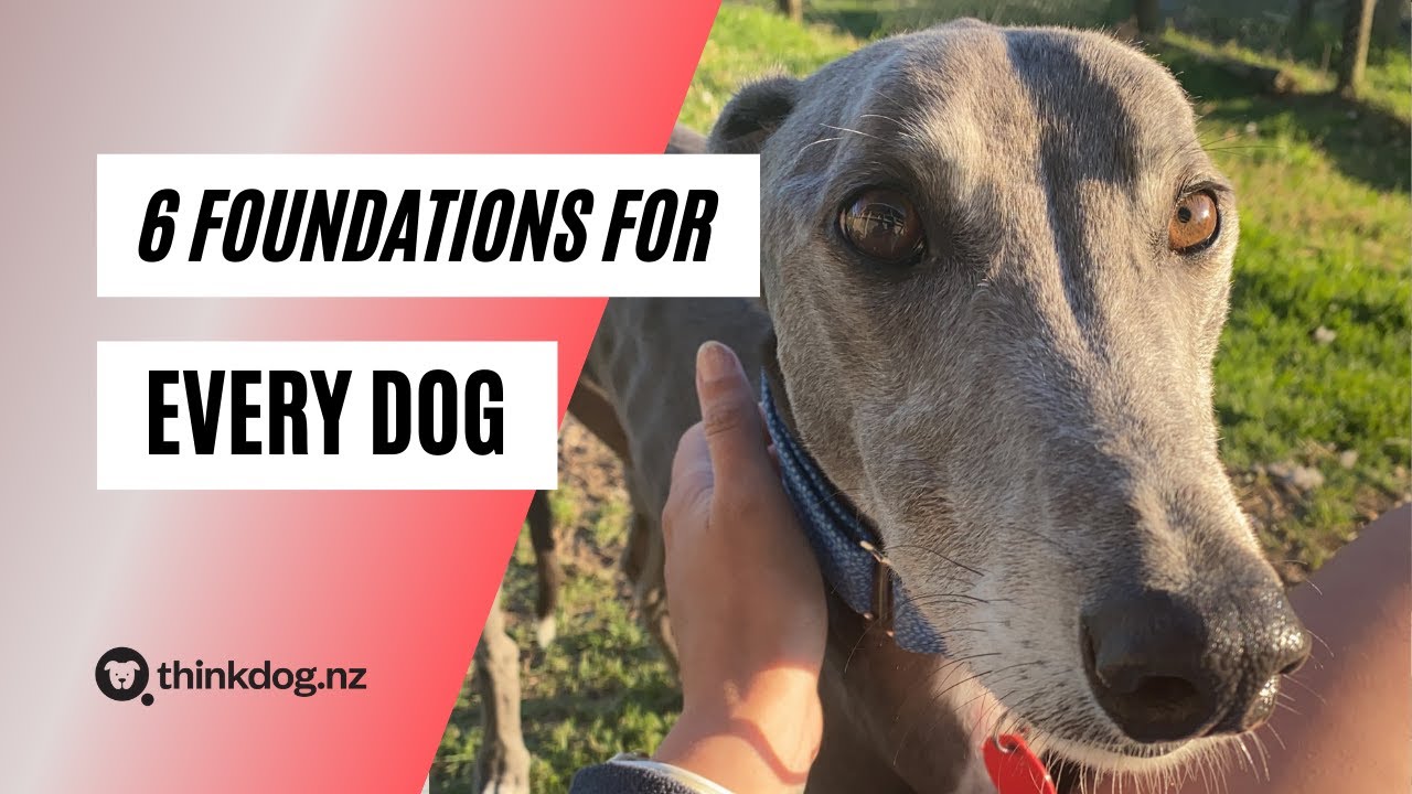 The First Things To Teach Any Dog