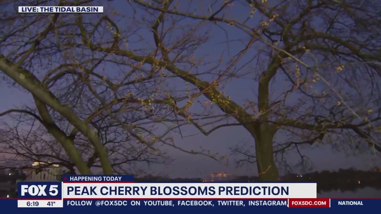 Cherry Blossom Dc Indicator Tree At Dale Duffin Blog