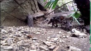 Fanaloka Fossa Fossana Footage Rare Species Conservation Centre Gee Gee ...