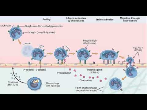 Neutrophil Margination Adhesion Freeway Version Youtube
