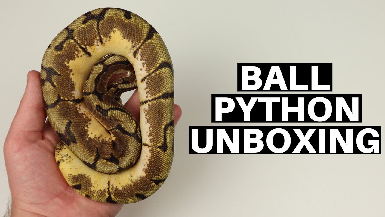 Ball Python Unboxing From Dynasty Reptiles Benjamin S Exotics Youtube