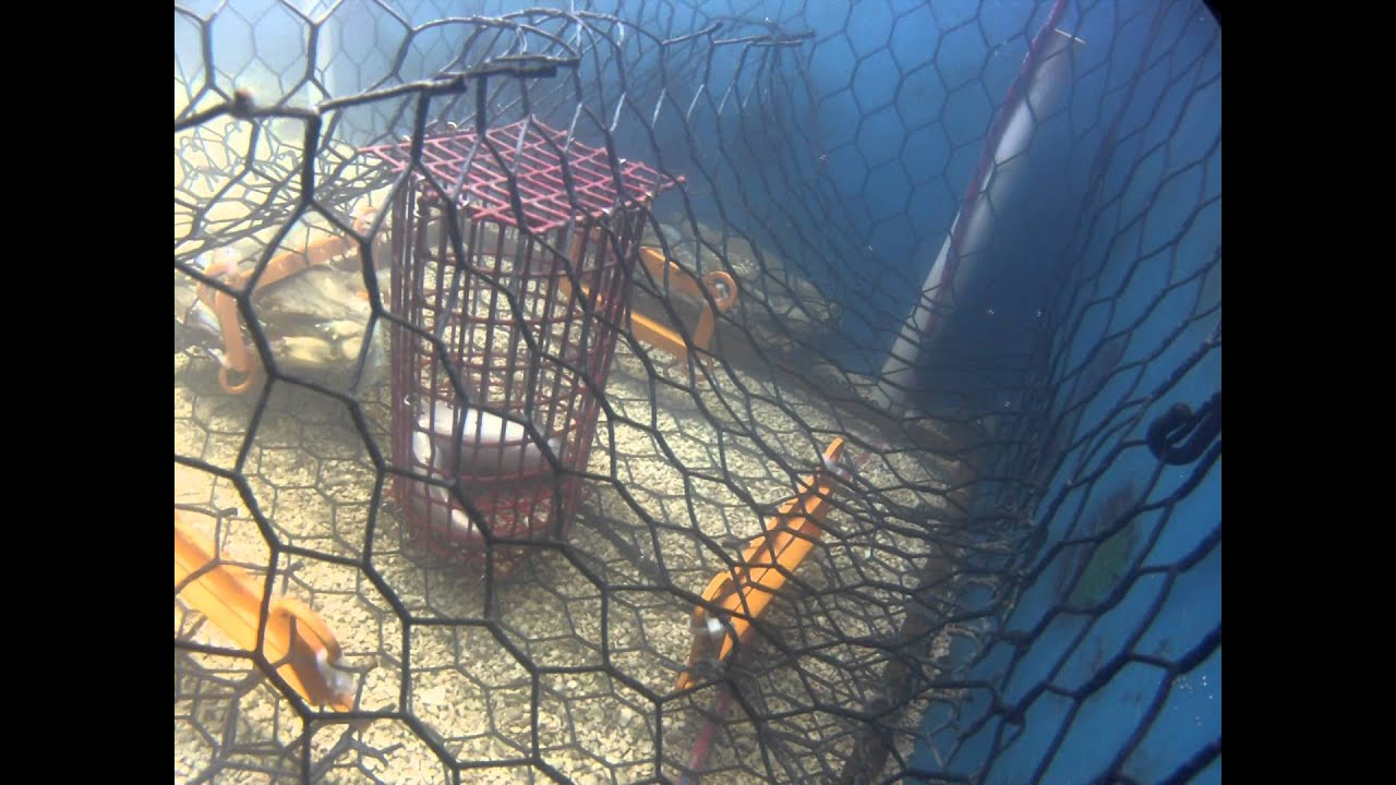 Bycatch Reduction Device Demonstration Youtube