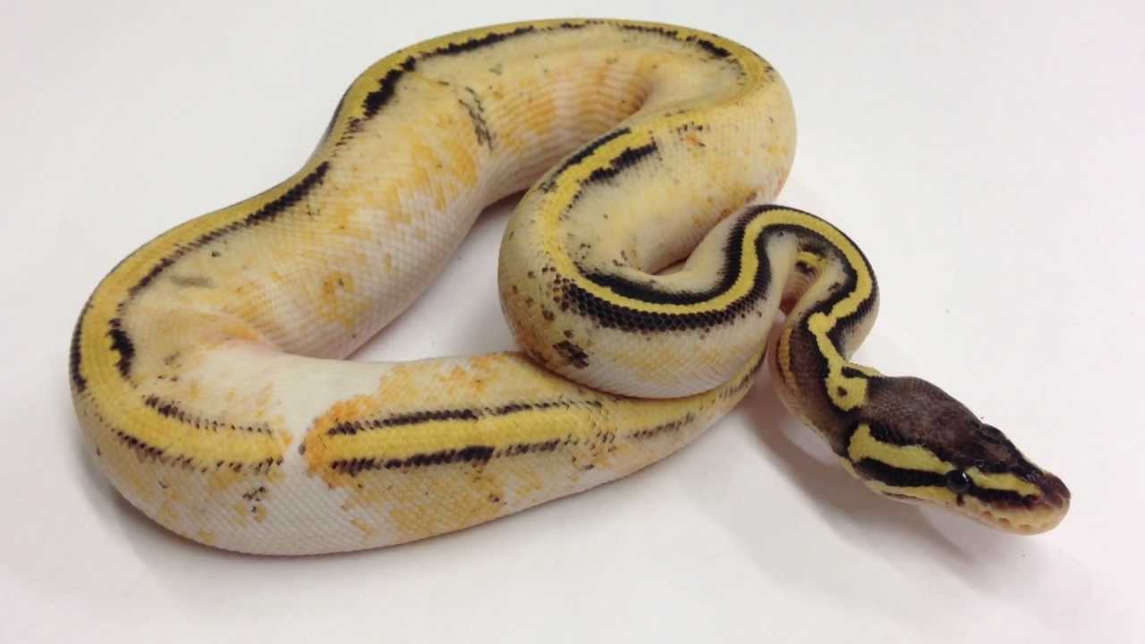 Morphs 101 Advent Day 22 Killer Yb Pied Youtube