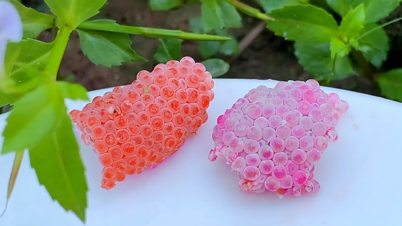 Asmr Crushed Snail Eggs Apple Snail Eggs 1 Hour Asmr Relaxing Hungry
