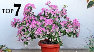 Top 7 Heavy Flowering Bougainvillea Varieties With Names Doovi