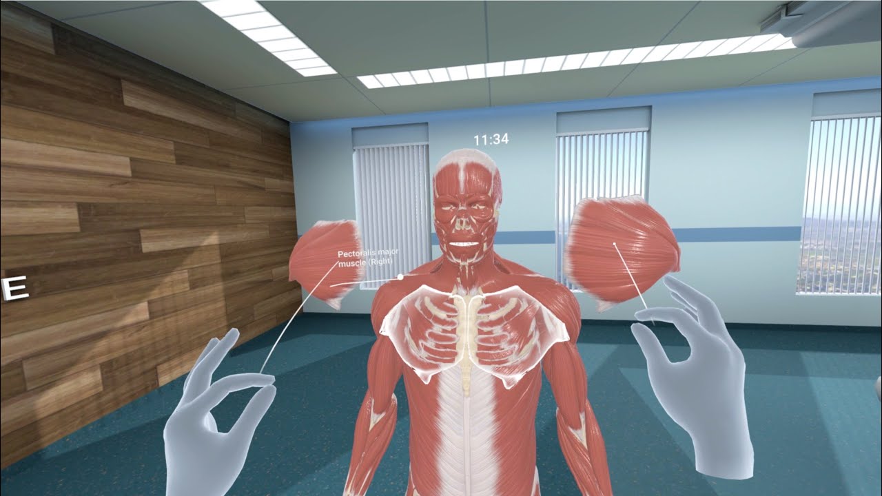 Human Anatomy Vr The Vr Grid 40 Off Www Pinnaxis