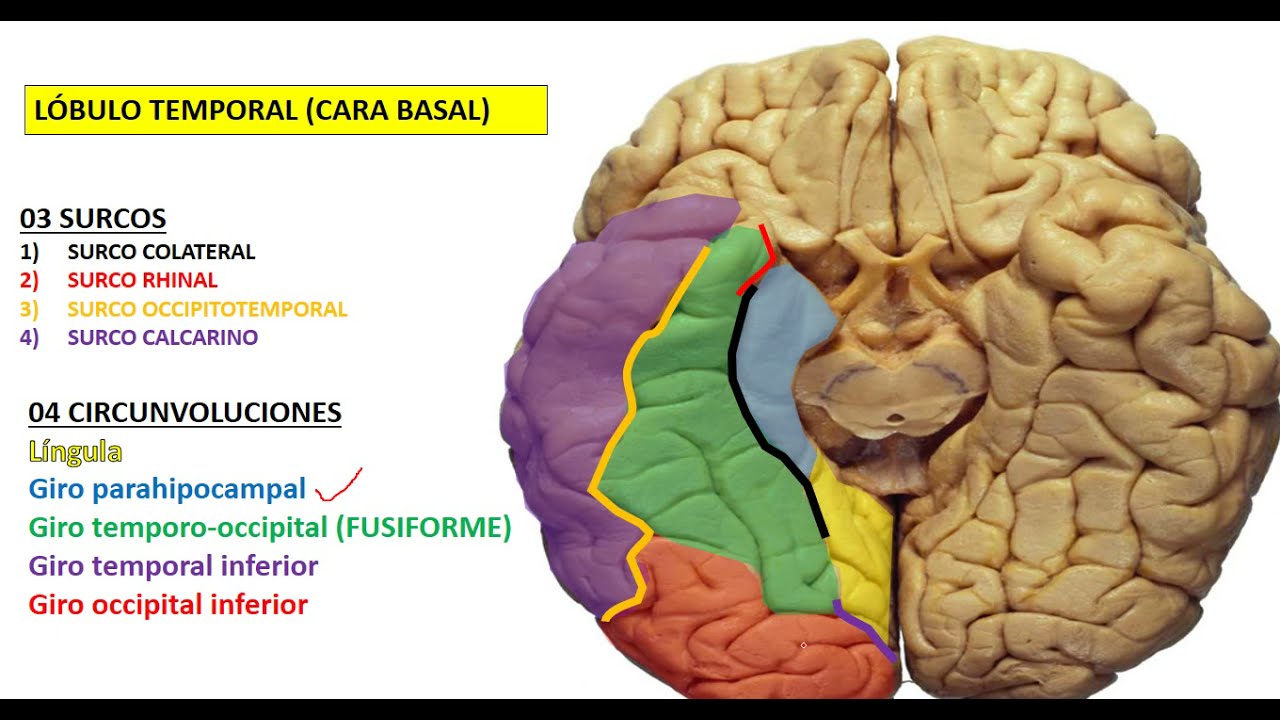 Anatomía Externa Del Cerebro Atlas Visual Del Cerebro Partes Y