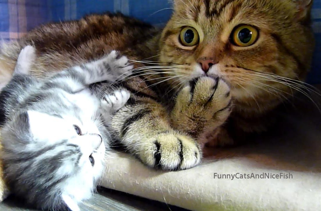 Top Playing And Dancing Cats And Kittens Videos Youtube