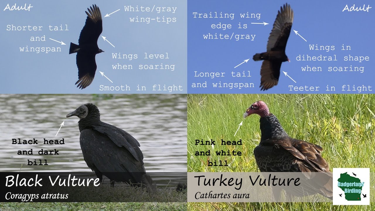 Id Tips Black Vulture Vs Turkey Vulture Youtube